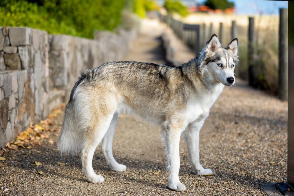 Free Stock Photo of Siberian husky standing alert on scenic pathway ...