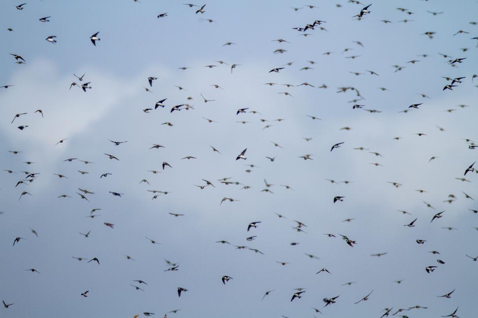 Free Stock Photo of Flock of birds flying across a cloudy blue sky ...