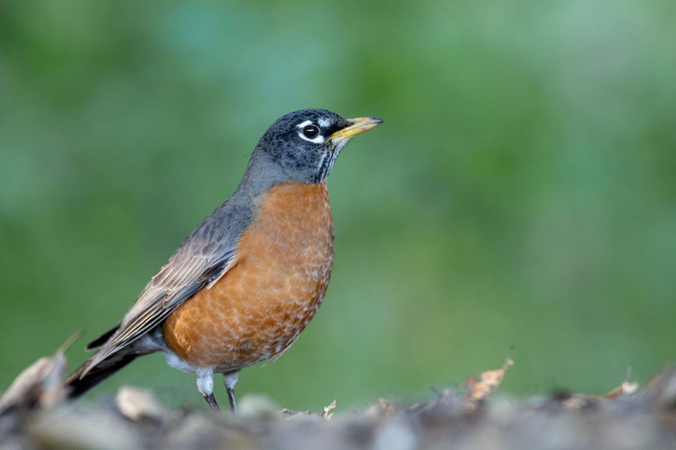 Free Stock Photo of American robin with red breast perched on ground ...