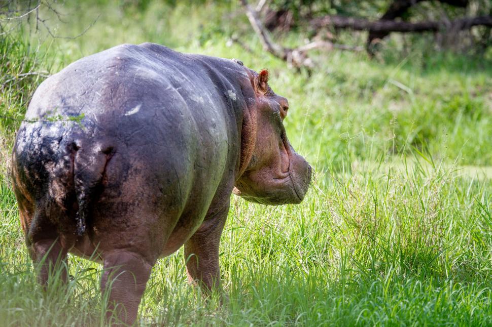 Free Stock Photo of Back view of a hippo standing in lush green grass ...