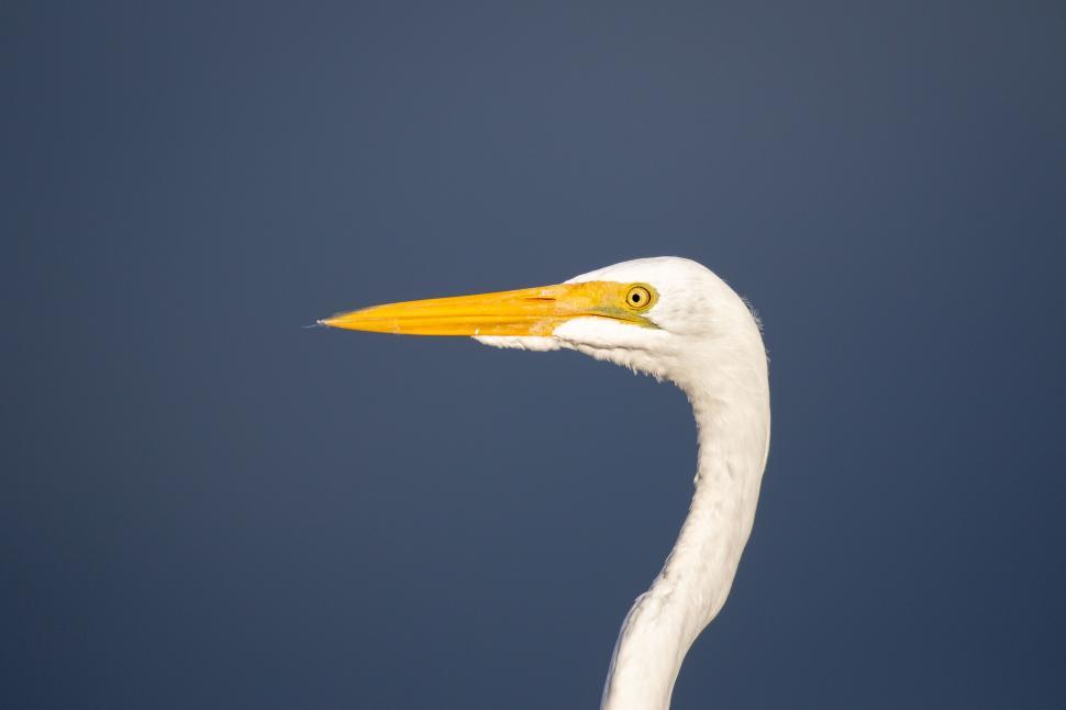 Free Stock Photo of Close-up of a great egret with a dark blue ...