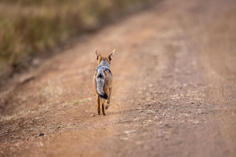 Free Stock Photo of Lone fox walking away down a dirt path in nature ...