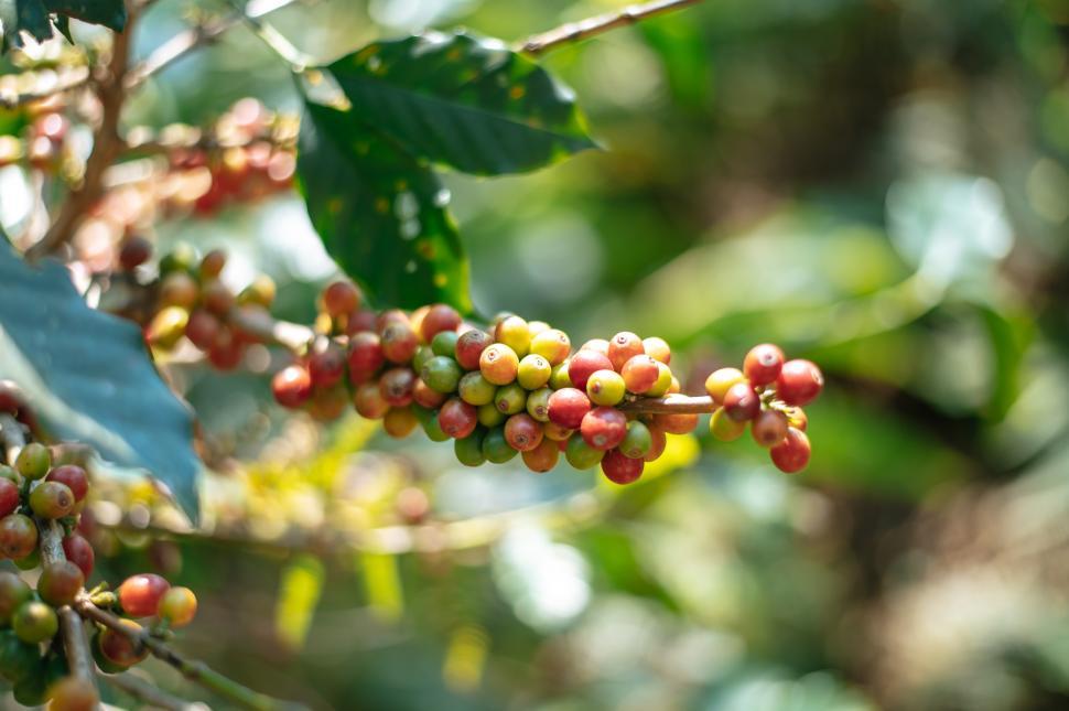 Free Stock Photo of Close up of Arabica coffee berry ripening on tree ...
