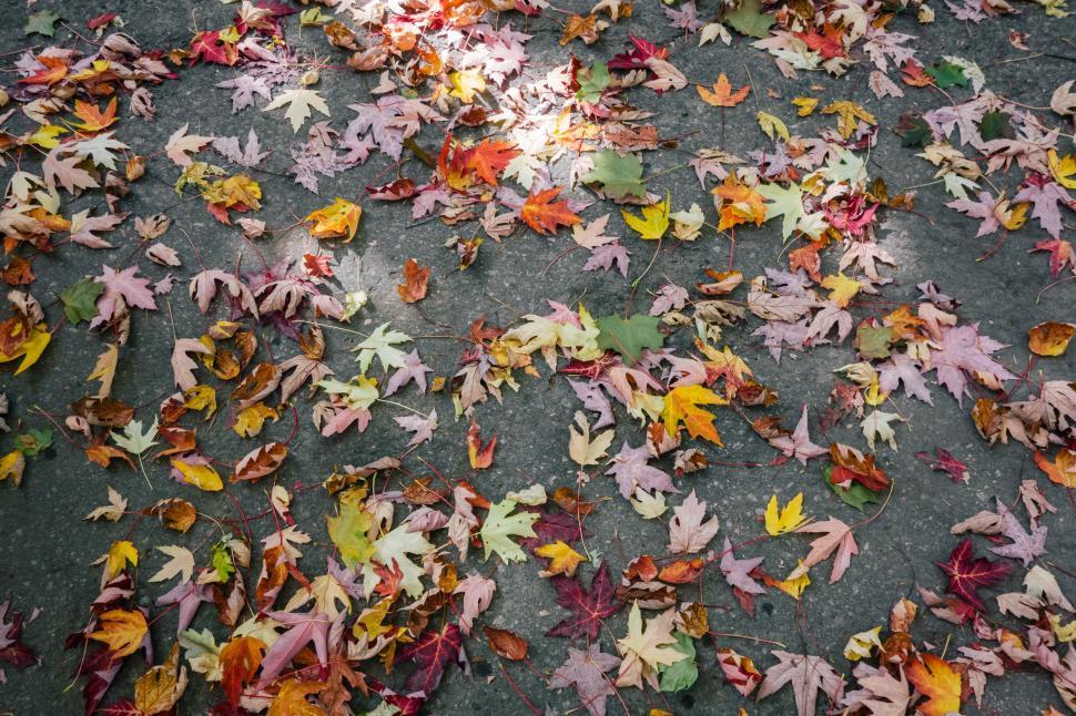 Free Stock Photo of Colorful fall leaves scattered on a pathway in ...