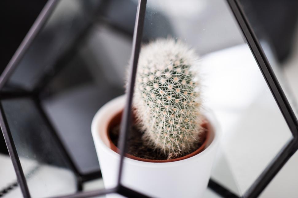 Free Stock Photo of Cactus in geometric glass planter on white table ...