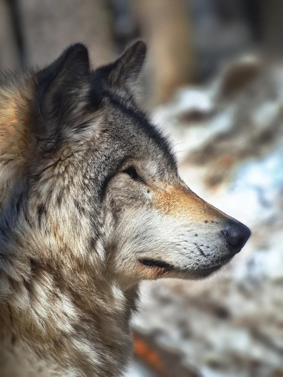 Free Stock Photo of Wolf observing the surroundings in a winter forest ...
