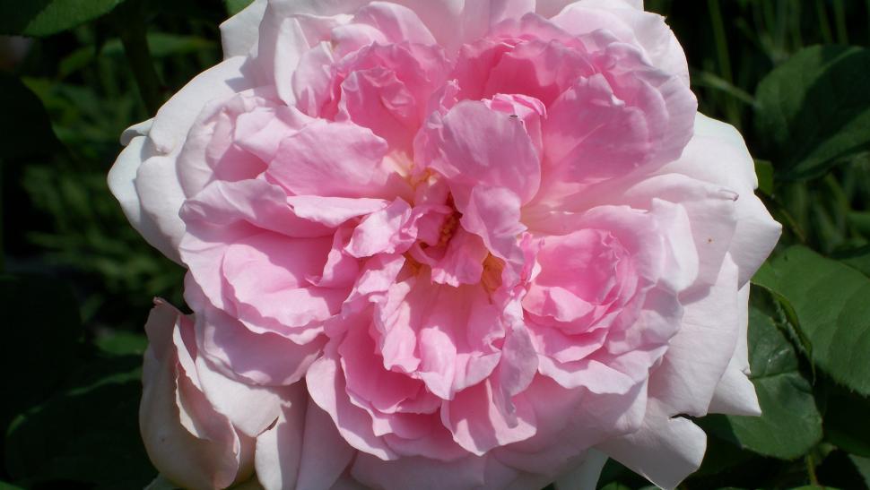 Free Stock Photo of Close-ups of rose flowers and petals | Download ...