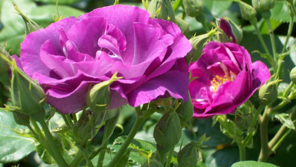 Free Stock Photo of Close-ups of rose flowers and petals | Download ...