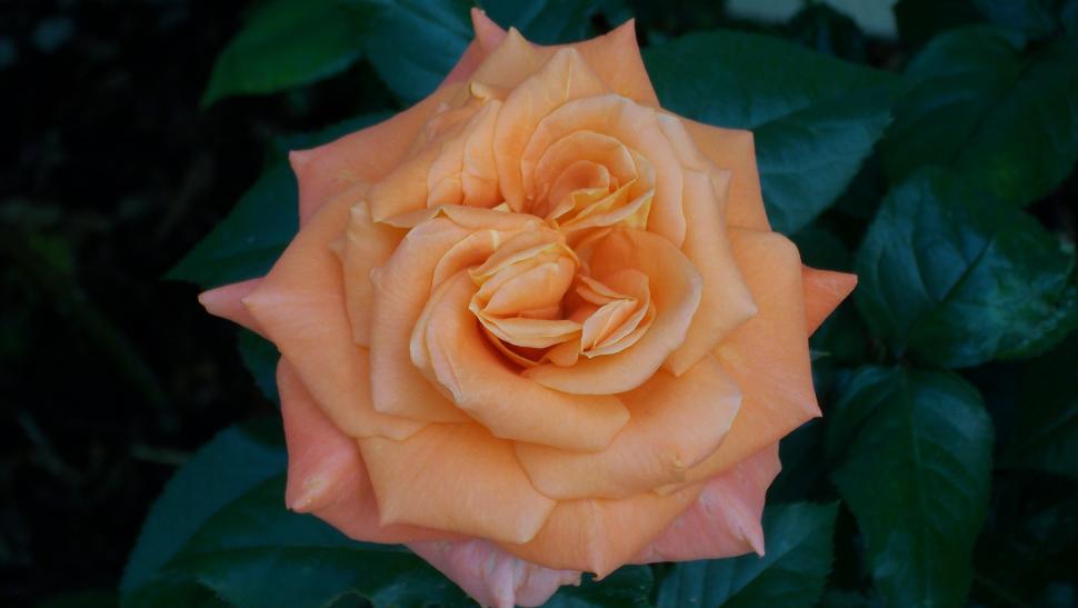 Free Stock Photo of Close-ups of rose flowers and petals | Download ...