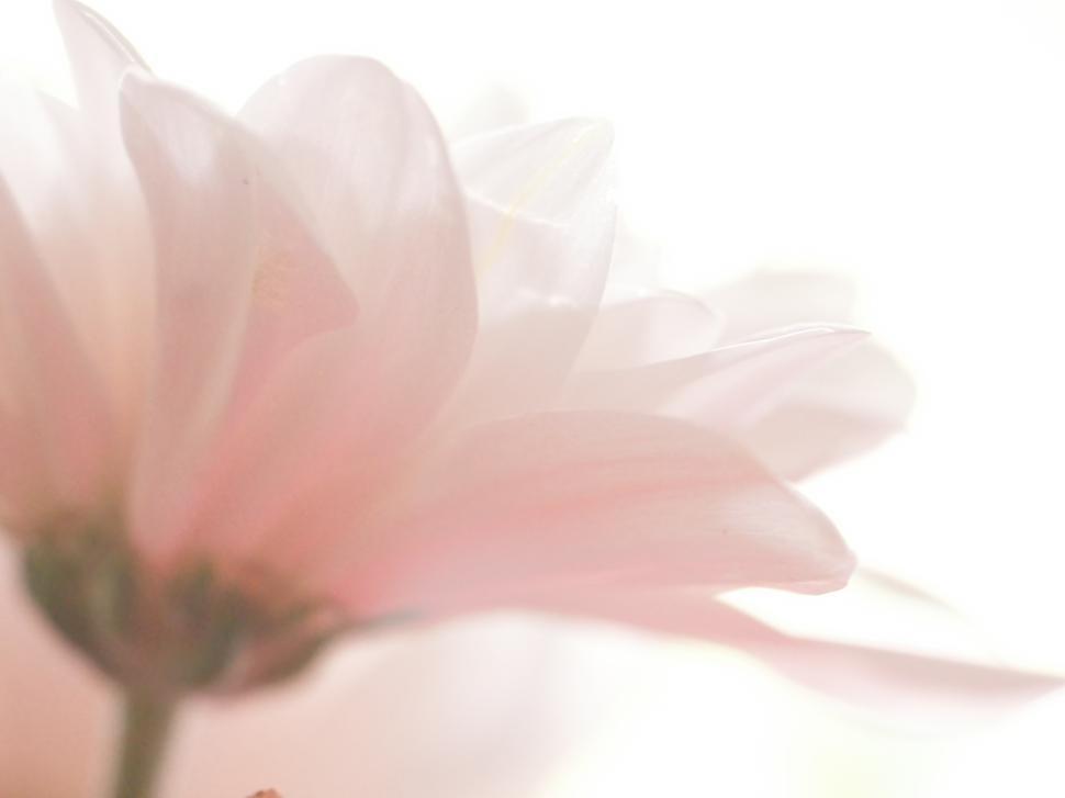 Free Stock Photo of Soft pink flower petal glows in natural light ...