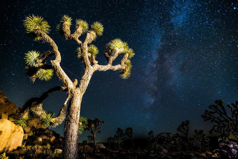 Free Stock Photo of Starry night sky over a Joshua tree in the desert ...