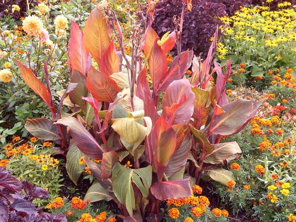 Free Stock Photo of Collection of various autumn flowers | Download ...