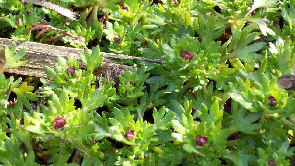 Free Stock Photo of Collection of various spring flowers | Download ...