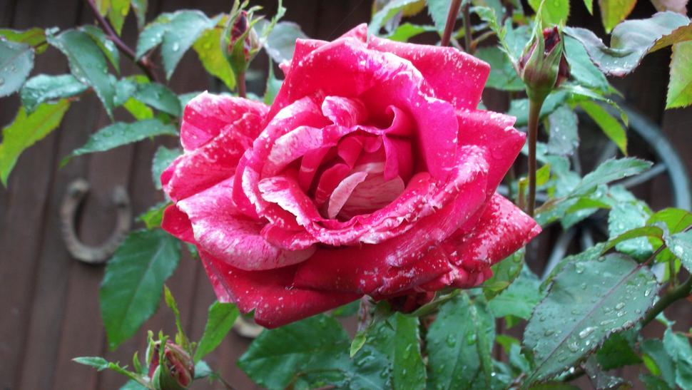 Free Stock Photo of Close-ups of rose flowers and petals | Download ...