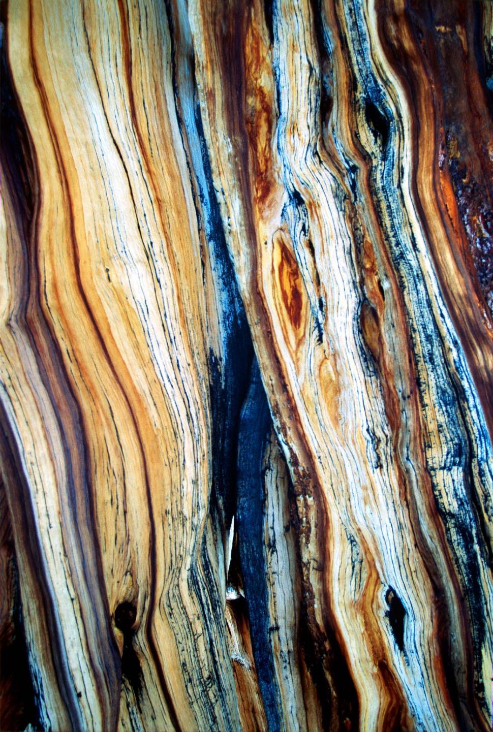 Free Stock Photo of Tree Wood | Download Free Images and Free Illustrations