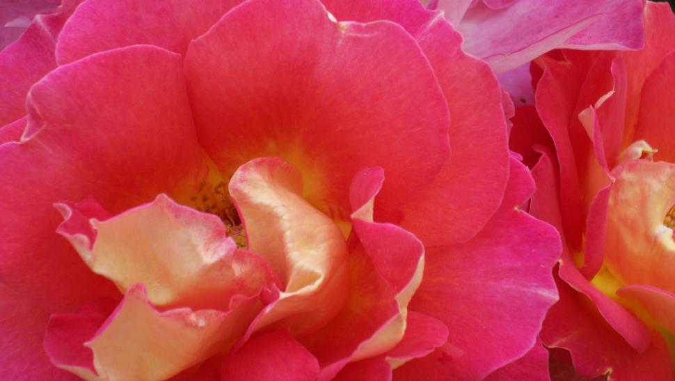 Free Stock Photo of Close-ups of rose flowers and petals | Download ...