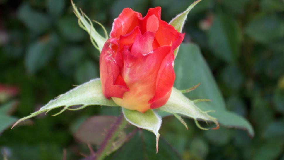 Free Stock Photo of Close-ups of rose flowers and petals | Download ...