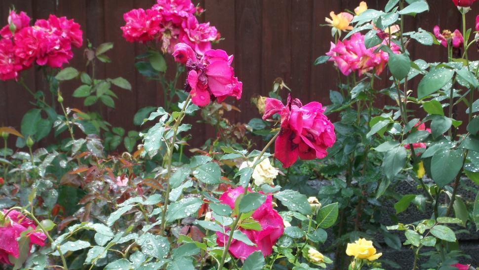 Free Stock Photo of Close-ups of rose flowers and petals | Download ...