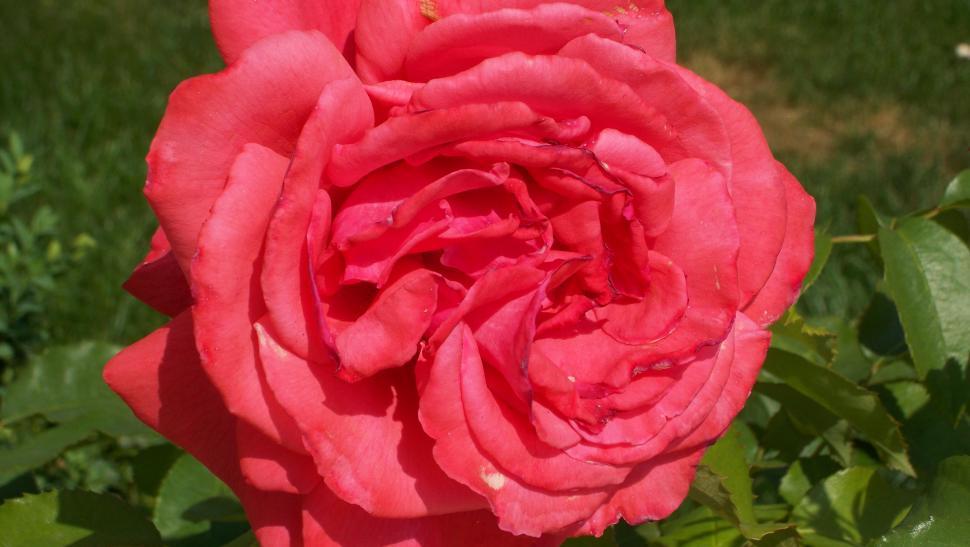 Free Stock Photo of Close-ups of rose flowers and petals | Download ...
