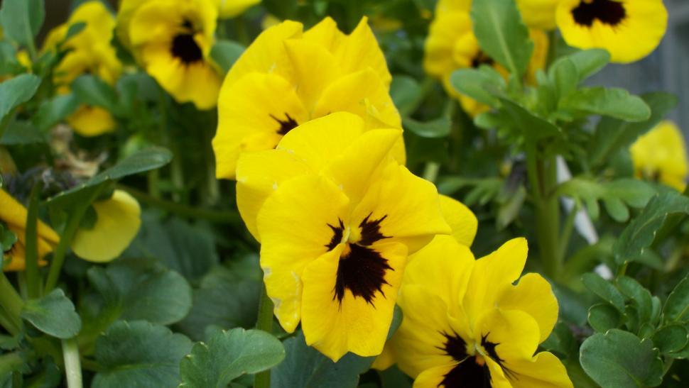 Free Stock Photo of Close-ups of pansies | Download Free Images and ...