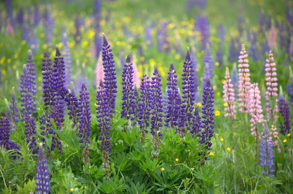 Free Stock Photo of Vibrant wildflowers bloom in a lush meadow during ...
