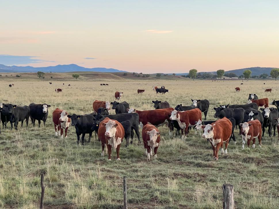 Free Stock Photo of Cattle grazing peacefully in an open field during ...