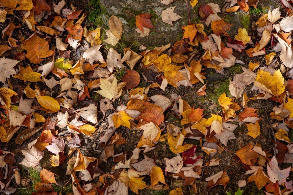 Free Stock Photo of Colorful autumn leaves covering the forest floor ...