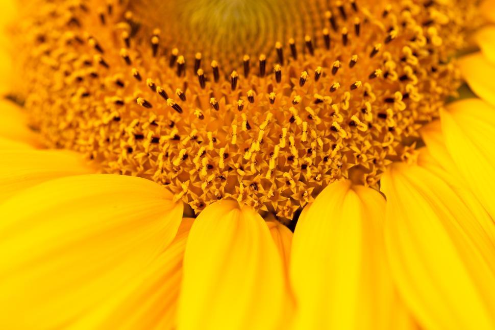 Free Stock Photo of Vibrant sunflower close-up reveals intricate ...