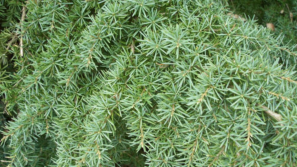 Free Stock Photo of Close-ups of various conifers | Download Free ...