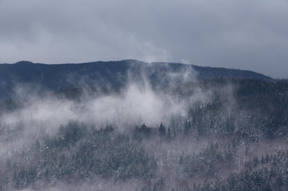 Free Stock Photo of Winter mist envelops evergreen trees in a tranquil ...
