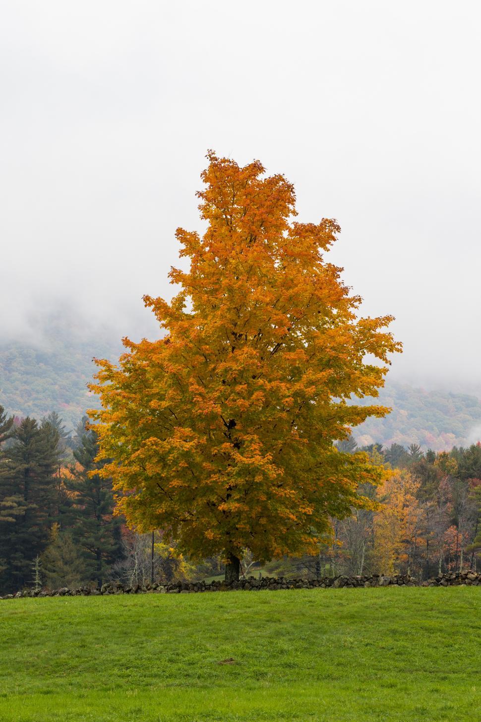 Free Stock Photo of Vibrant orange maple tree surrounded by green grass ...