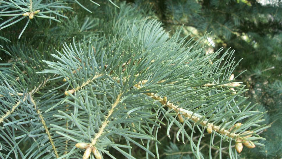 Free Stock Photo of Close-ups of various conifers | Download Free ...