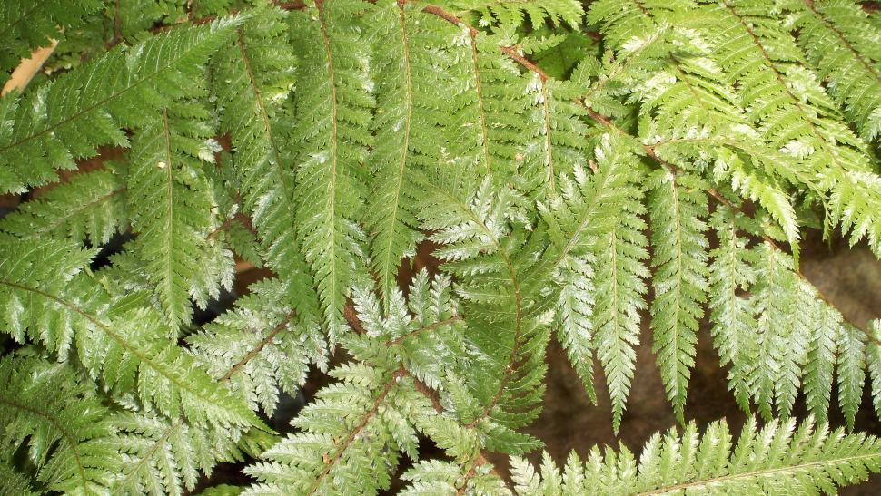 Free Stock Photo of Various green ferns. | Download Free Images and ...