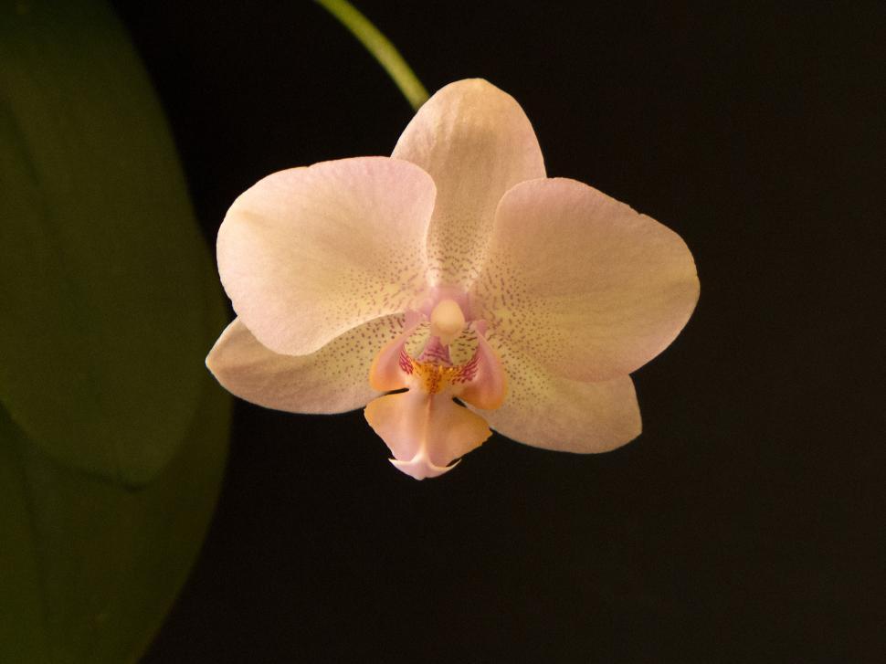 Free Stock Photo of Orange Flower Moth Orchid | Download Free Images ...