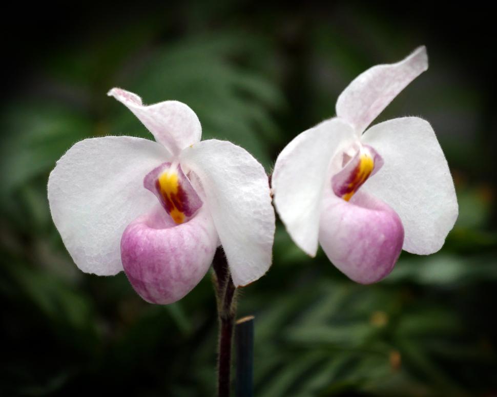 Free Stock Photo of Pink Flowers Lady Slipper Orchid | Download Free ...
