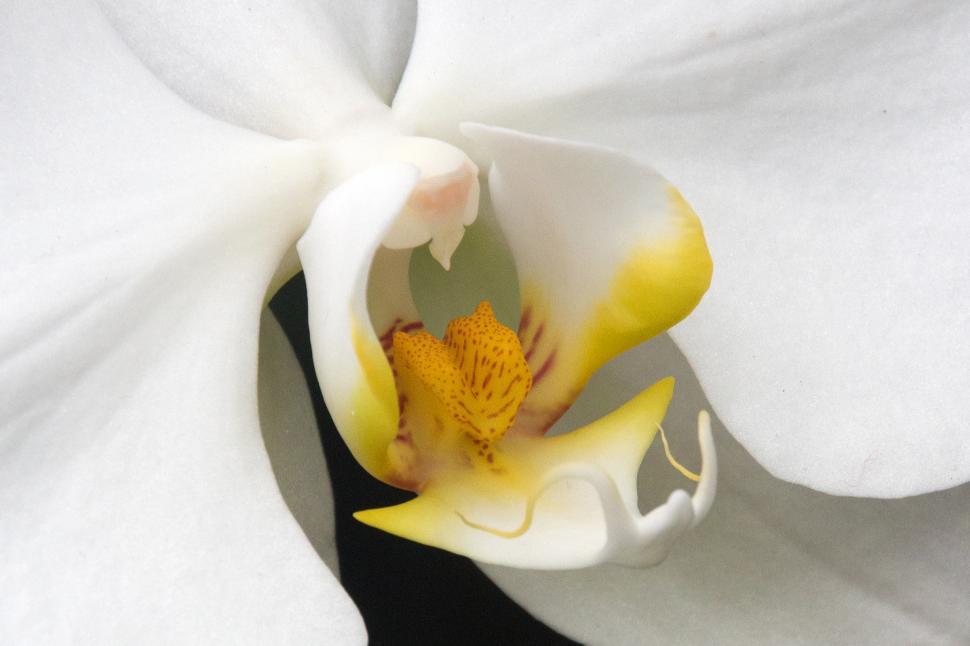 Free Stock Photo of Orchid Flower Anotomy | Download Free Images and ...