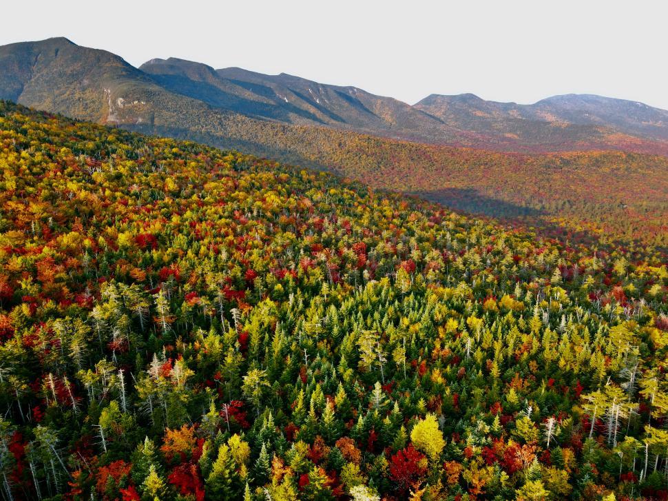 Free Stock Photo of Stunning autumn foliage spreads across forested ...