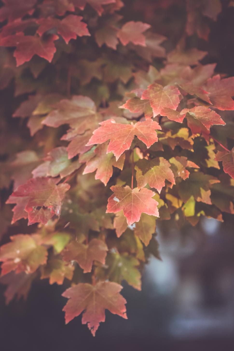 Free Stock Photo of Autumn leaves with vibrant colors in a natural ...