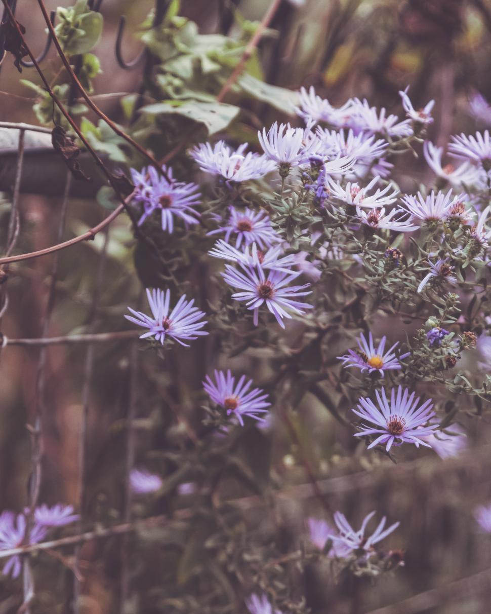 Free Stock Photo of Beautiful purple flowers blooming along a rustic ...