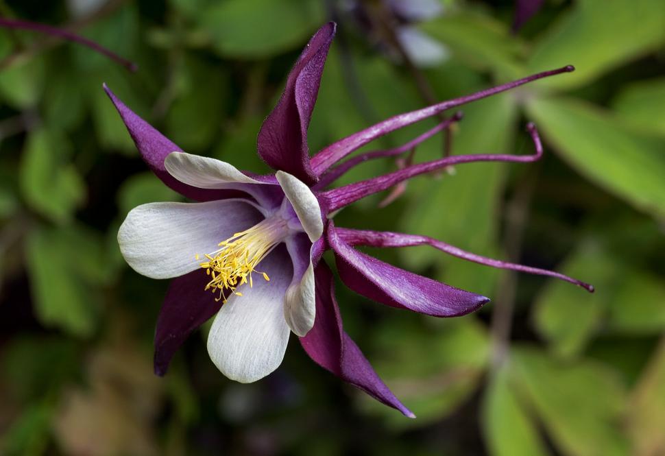 Free Stock Photo of Columbine: The Flower | Download Free Images and ...