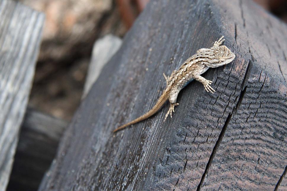 Free Stock Photo of Lizard on wood | Download Free Images and Free ...