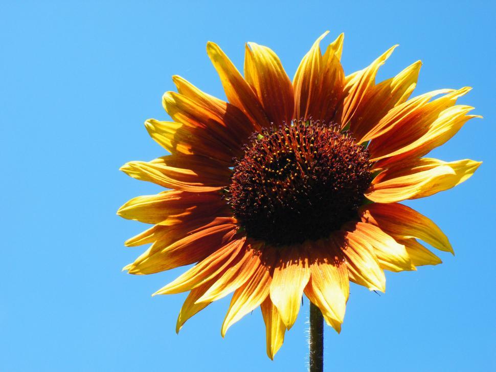 Free Stock Photo of Sunflower | Download Free Images and Free Illustrations