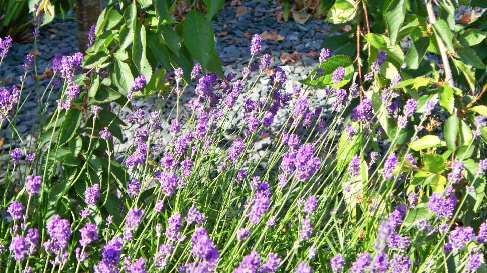 Free Stock Photo of Fresh Lavender | Download Free Images and Free ...