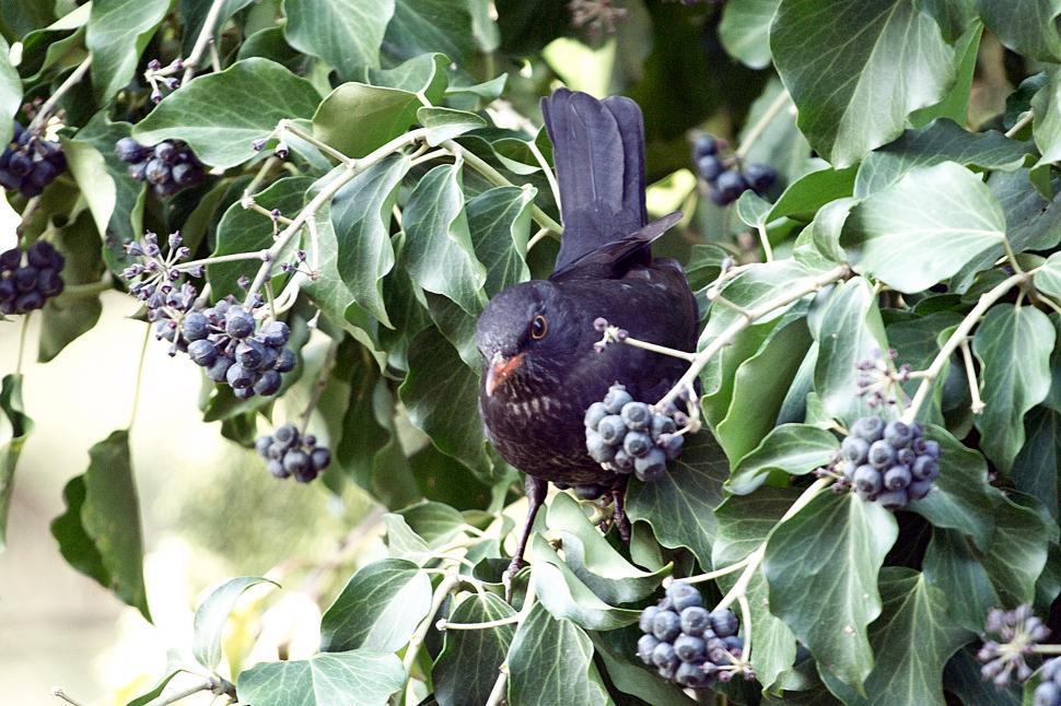 Free Stock Photo of The lark | Download Free Images and Free Illustrations