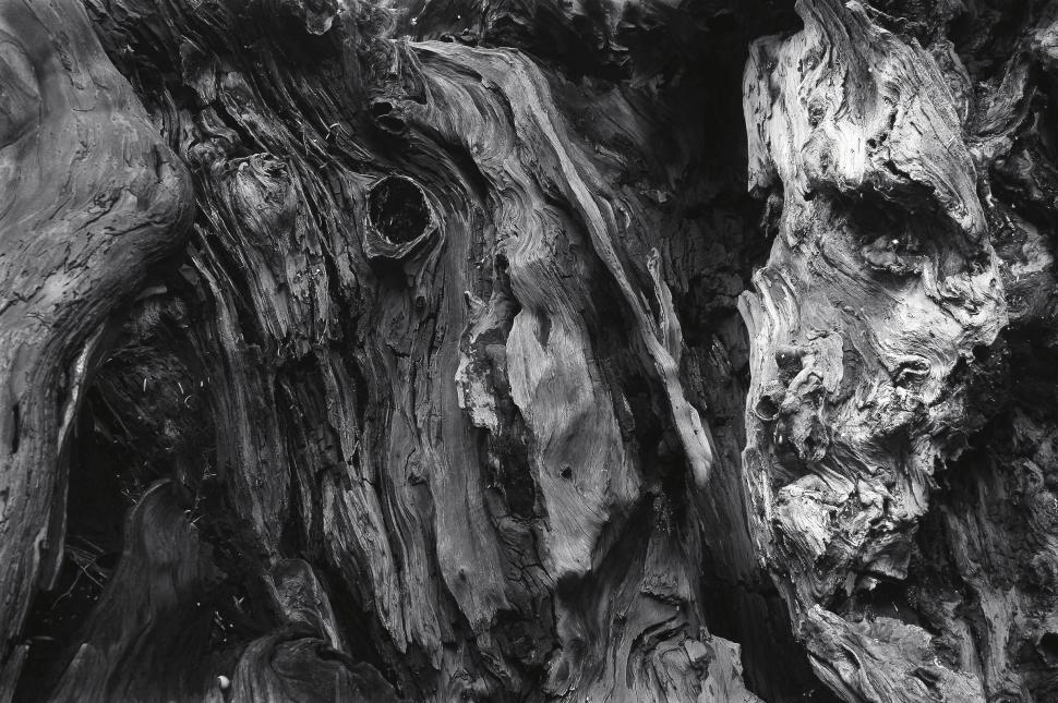 Free Stock Photo of tree spirit | Download Free Images and Free ...