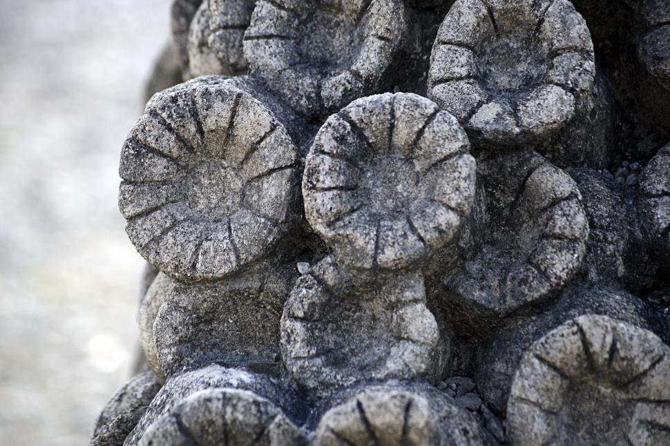 Free Stock Photo of stone poppies | Download Free Images and Free ...