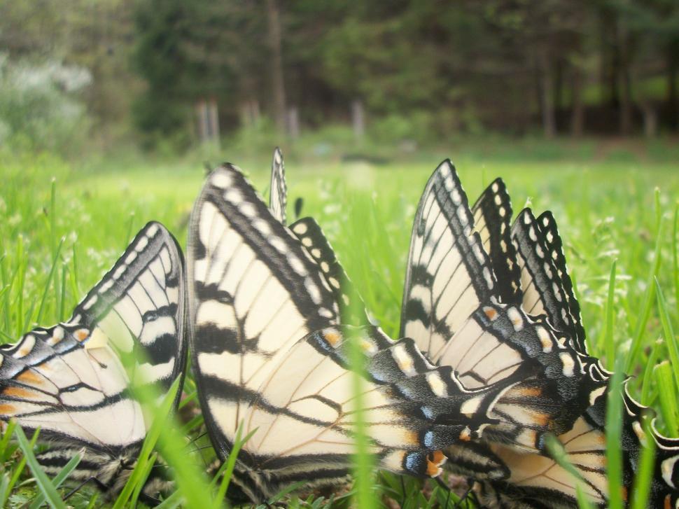 Free Stock Photo of Butterfly Gathering | Download Free Images and Free ...