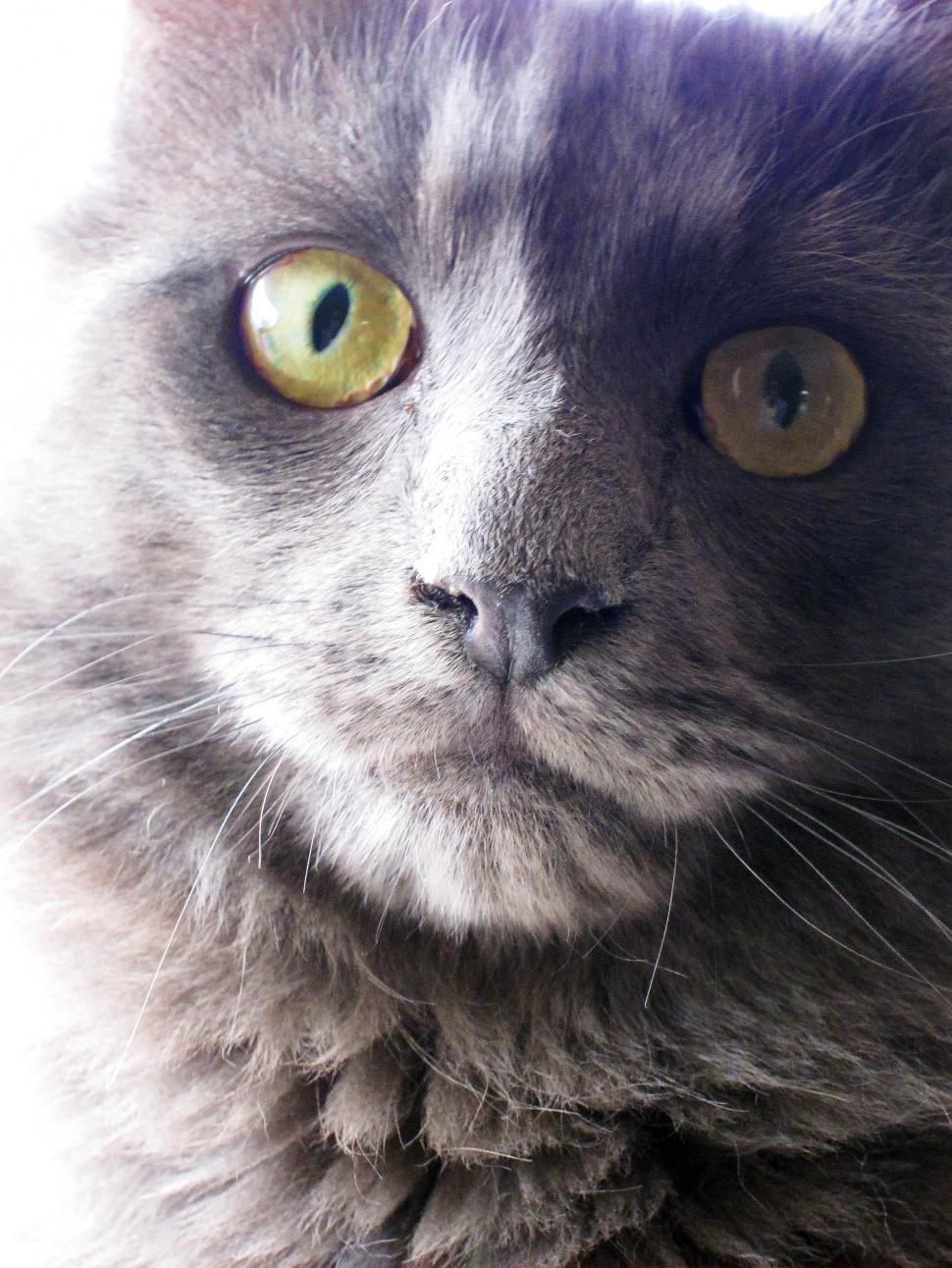 Free Stock Photo of Cat face | Download Free Images and Free Illustrations