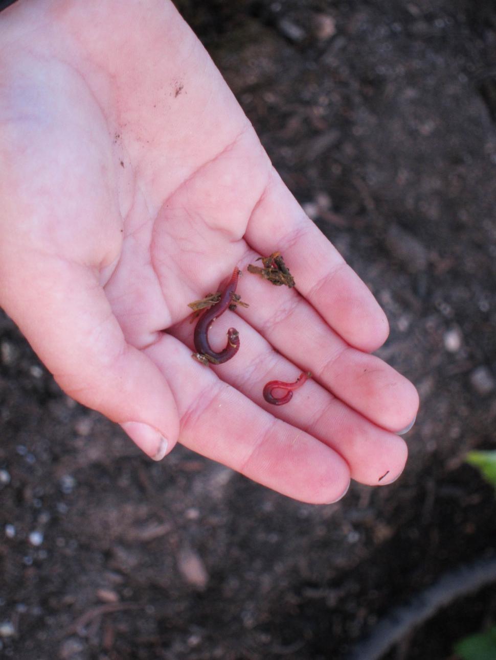 Free Stock Photo of worms | Download Free Images and Free Illustrations