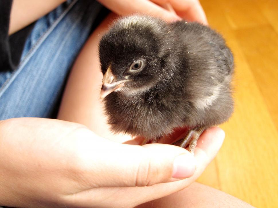 Free Stock Photo of Chick | Download Free Images and Free Illustrations